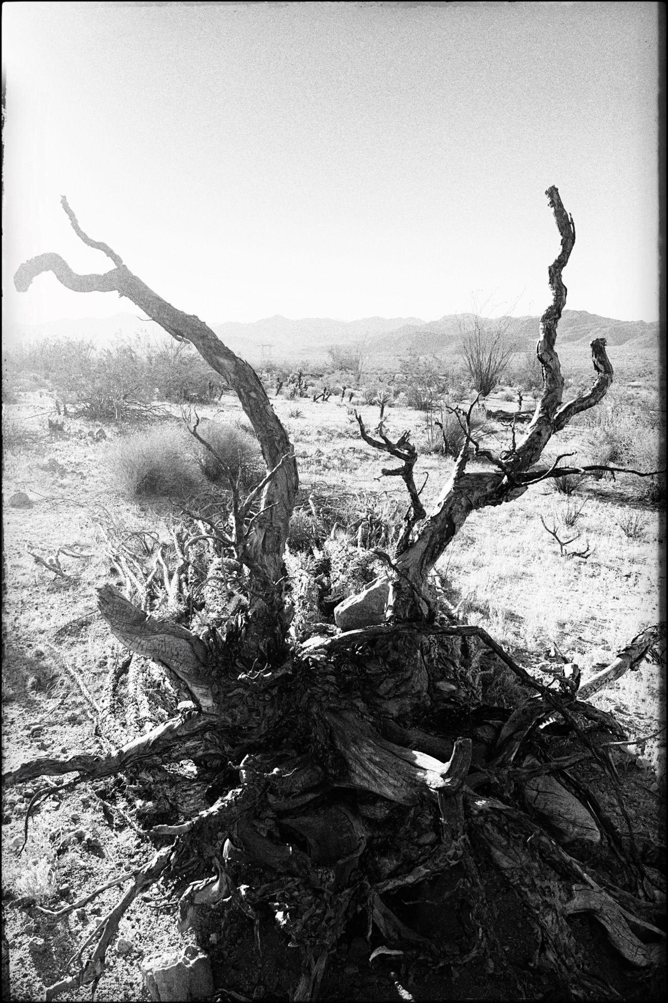 ocotillo skeleton – desert topographics